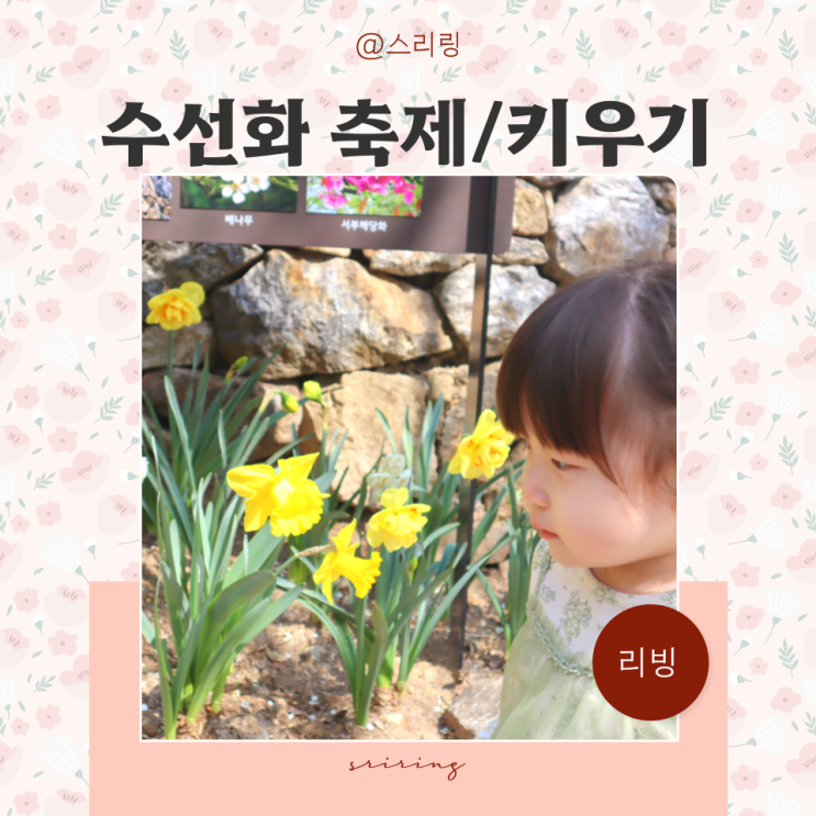 억만송이 봄꽃대향연 튤립 수선화 축제 꽃말 수선화 키우기 수선화 구근 보관 네이버 블로그