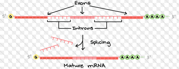 RNA splicing mechanism : 네이버 블로그