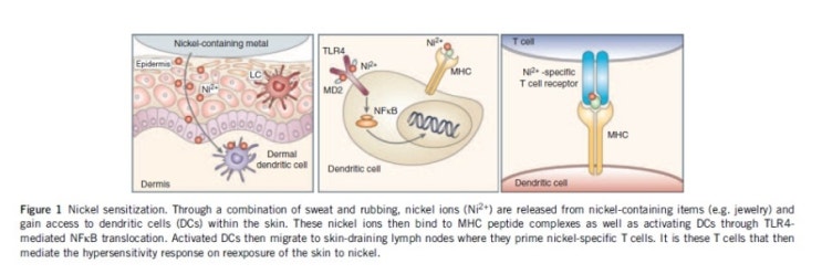 (240430) 의료기기 감작성 시험? GPMT와 LLNA의 차이점? : 네이버 블로그