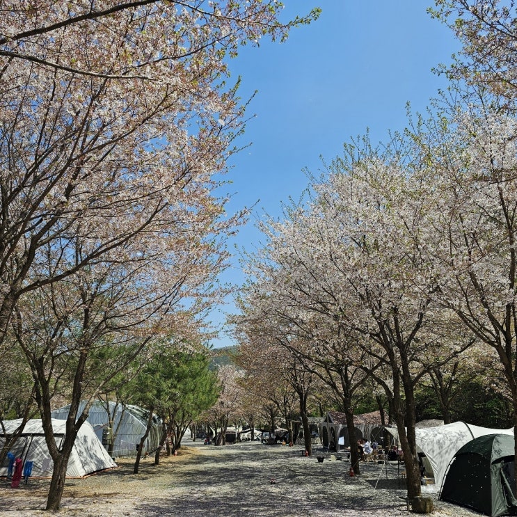 아이들과 가기 좋은 부산 근처 경주 수영장 벚꽃 캠핑장 곤달비 캠핑장 추천 네이버 블로그