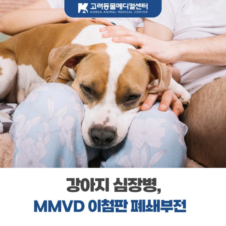 [진료처치팀]강아지 심장병, MMVD 이첨판 폐쇄부전, 노령견의 만성 기침 : 네이버 블로그