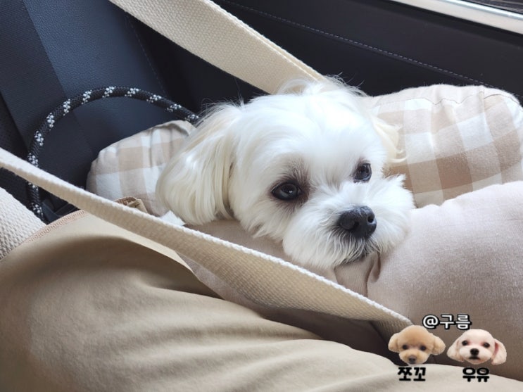 강아지 기침 켁켁거리는 마른기침하는 이유 네이버 블로그