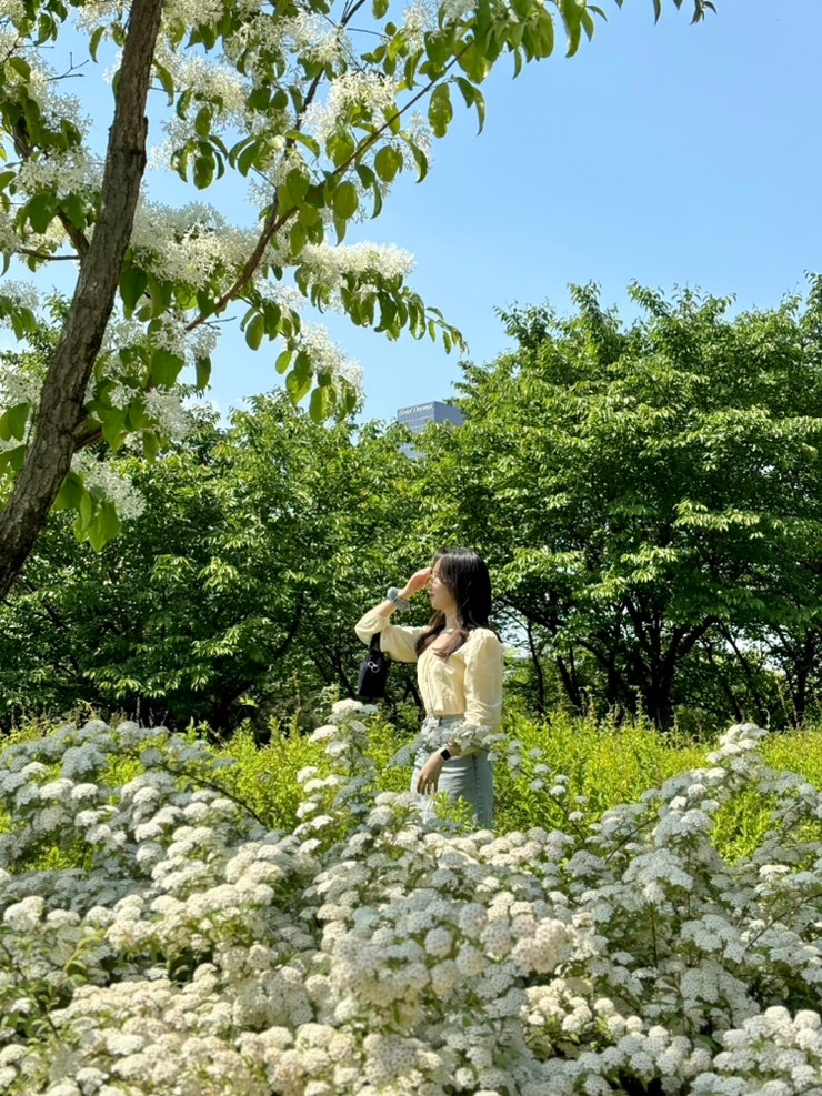 꽃구경 가볼만한곳 대전 한밭수목원 주차 5월 장미 튤립 수국 샤스타데이지 이팝나무 실시간 개화상태 네이버 블로그