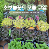 텃밭준비 ㅣ 모종 구매의 기록 쌈채소 위주에 민트와 루꼴라를 더해 수박으로 마무리 With 하나로마트 수원점 다모아농원