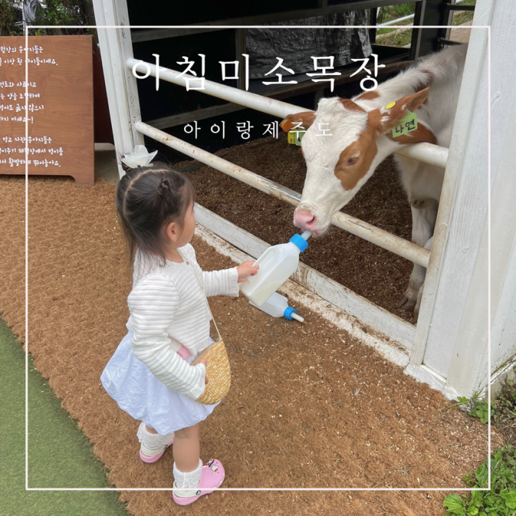제주도 아침미소목장 입장료 주차 카이막 제주 아이랑 가볼만한곳 네이버 블로그