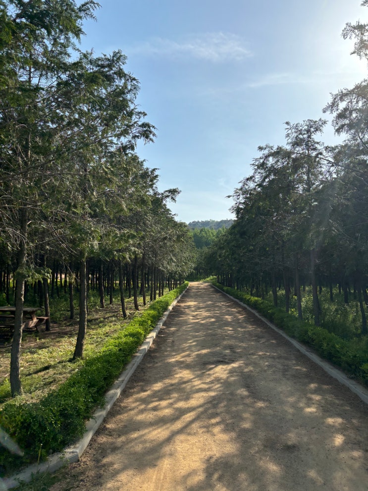 1박2일 국내 여행지 경상북도 울진·영덕 가볼만한 곳벌영리 메타세콰이어 숲 맛집삼교리동치미막국수 원주무실점 후포리