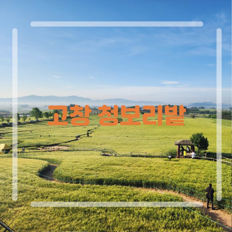 고창 청보리밭 축제 학원관광농원 청보리 여행 5월 꽃구경 가볼만한곳 네이버 블로그