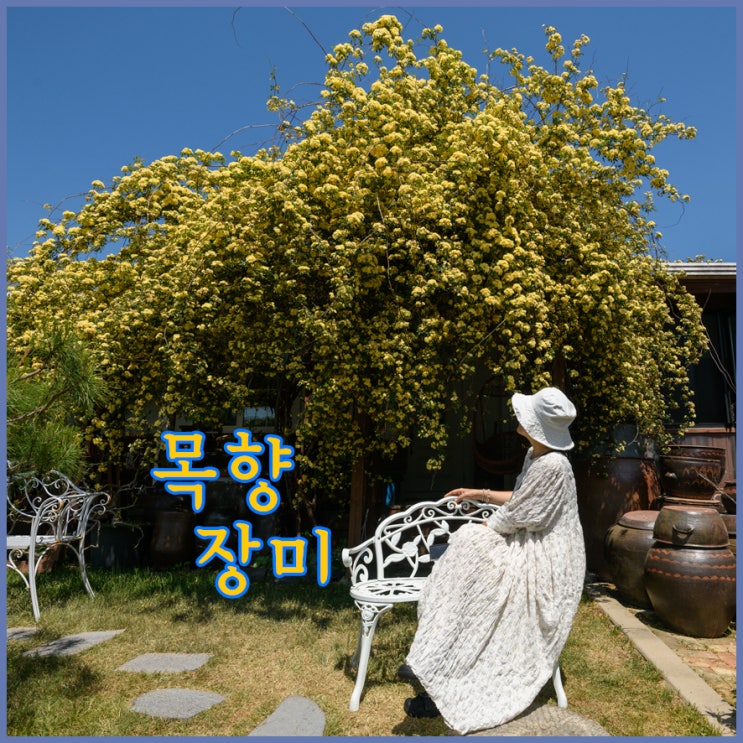 경주 목향장미 명소 5월 경주 사진찍기좋은곳 안강 봄갤러리 정원 예쁜 카페 네이버 블로그