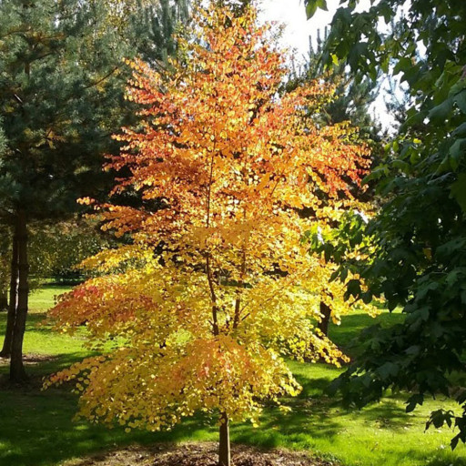 계수나무(Cercidiphyllum japonicum Siebold & Zucc.) : 네이버 블로그