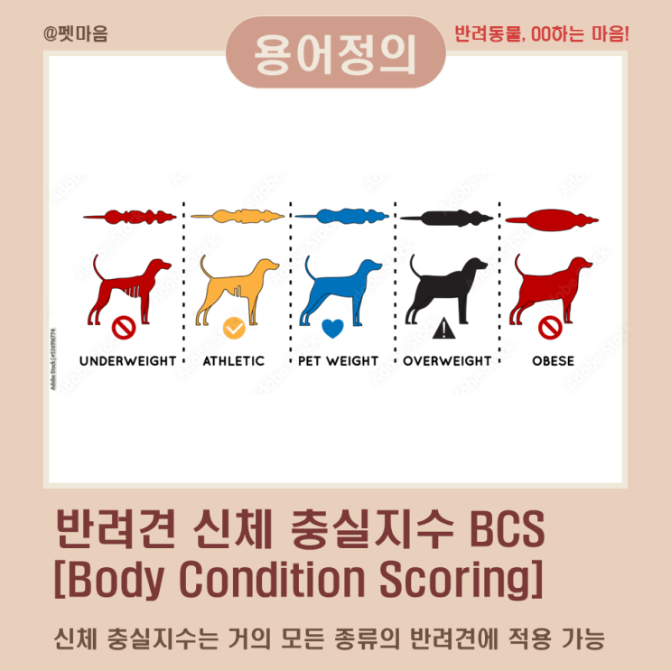 용어정의 | 반려견 신체 충실지수 BCS | Body Condition Scoring : 네이버 블로그