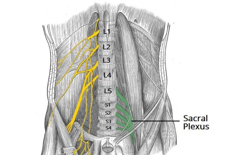 말초신경계통 PNS - 엉치신경얼기 sacral plexus (L5 ~ S5) : 네이버 블로그