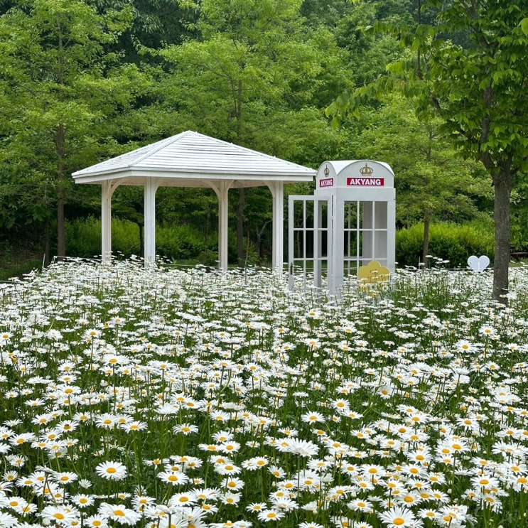 경남 5월 꽃구경 함안 데이지 악양생태공원 데이지 위치 개화상황 네이버 블로그