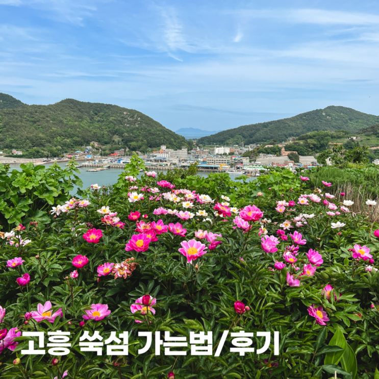 전남 고흥 여행 가볼만한 곳 쑥섬애도 고양이섬 배편 가는법 시간표 요금 네이버 블로그