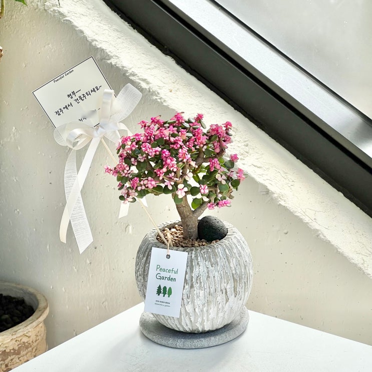 사랑목 광주개업화분 승진화분으로 예쁜화분 준비는 진월동화분 피스풀가든에서 네이버 블로그
