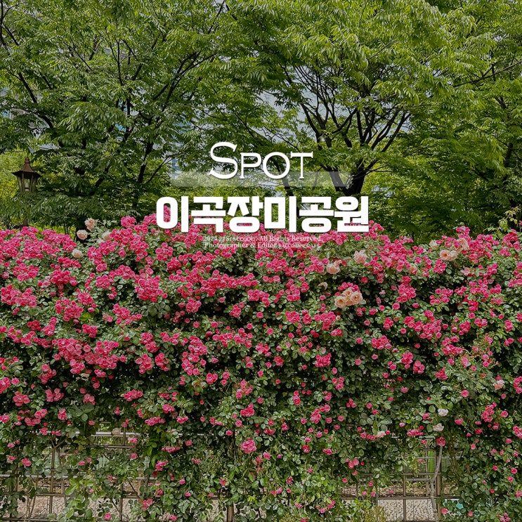 대구 장미 명소 이곡장미공원 실시간 개화 상황 주차 꿀팁 네이버 블로그