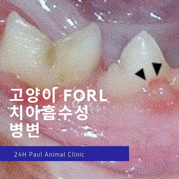 고양이 치아 흡수성 병변 FORL : 네이버 블로그