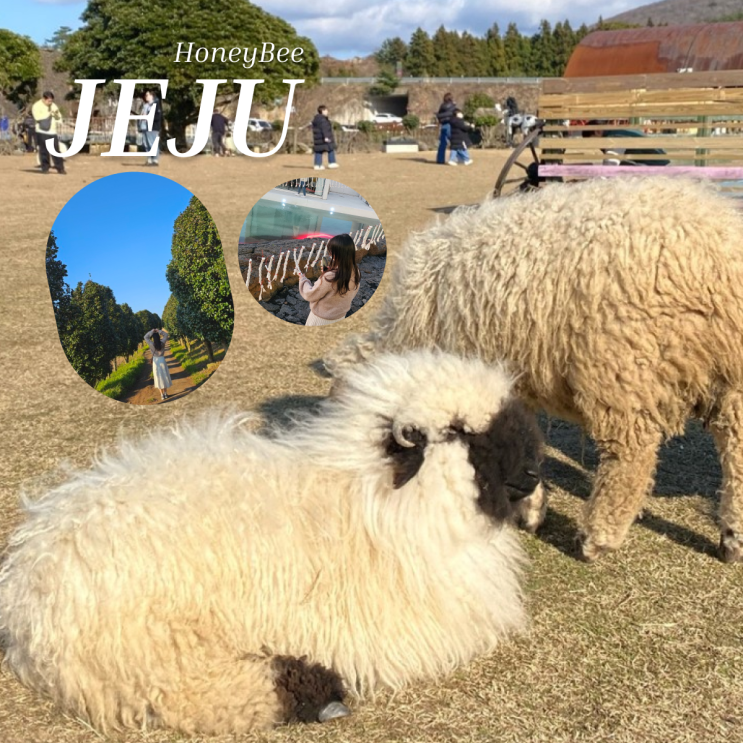 제주도 2박3일 여행코스 제주 가볼만한곳 1일차 월정리 에서 애월 경비 네이버 블로그