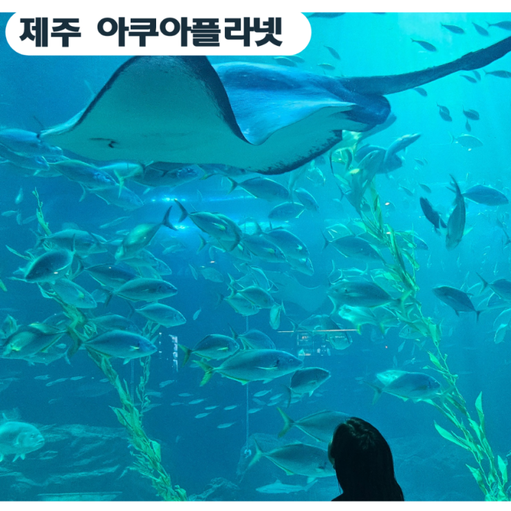 아쿠아플라넷 제주 5월 제주도 여행 입장권 할인 프로그램 네이버 블로그