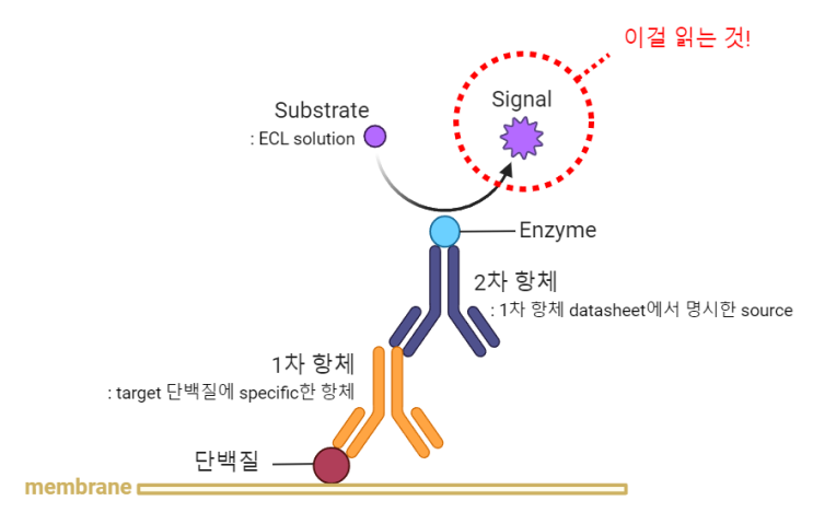 단백질 실험 이론편 Western Blot 3 웨스턴 블롯 3 2차 항체와 Ecl Solution Detection