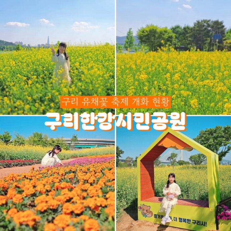 구리 유채꽃축제 개화 현황 구리한강시민공원 유채꽃 명소 네이버 블로그