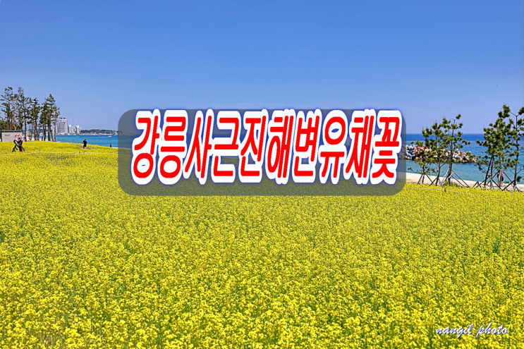 5월 셋째주말 여행은 Ktx 당일치기 강릉 사근진 해변 유채꽃 구경 오세요 네이버 블로그