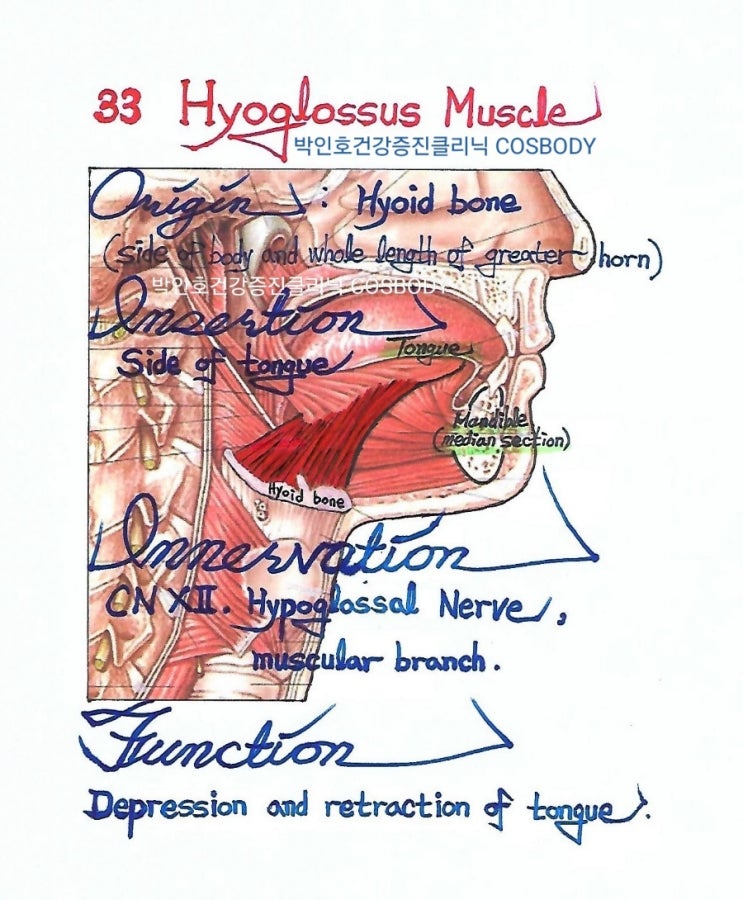 기능해부학 ⭐️33 목뿔혀근 ; 설골설근 Hyoglossus Muscle : 네이버 블로그