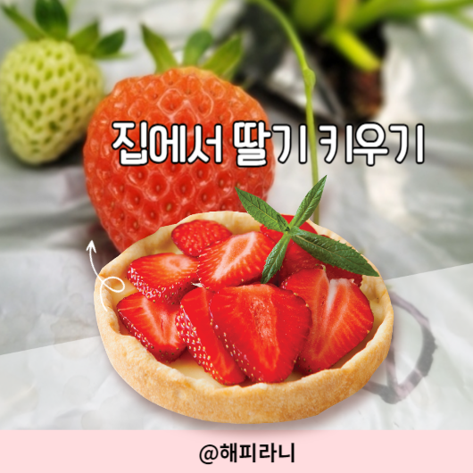 집에서 딸기키우기 딸기화분 노지딸기 씨앗 모종 물주기 네이버 블로그