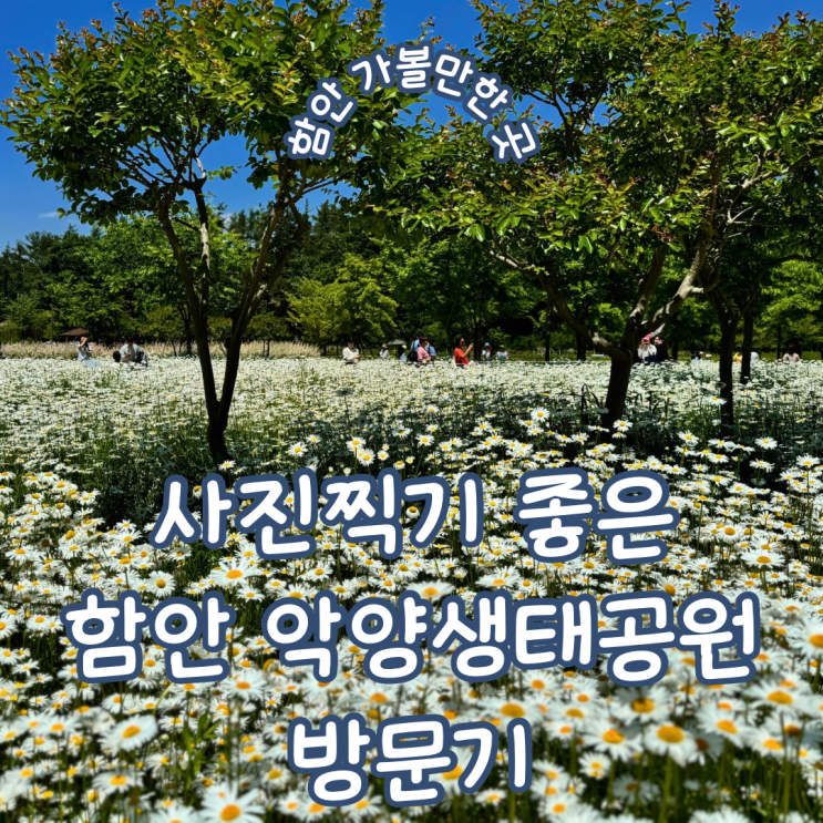 경남 함안 아이와 가볼 만한 곳 샤스타데이지 금계국 꽃놀이 나들이하기 좋은 악양생태공원 방문기 네이버 블로그