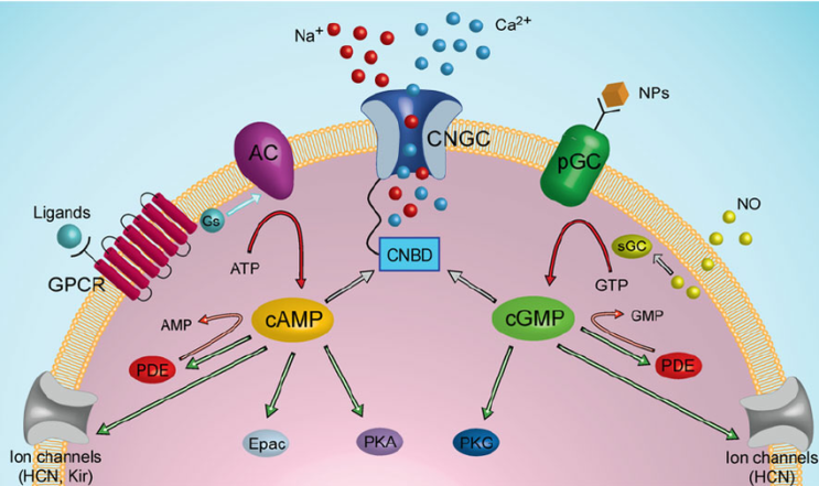 세포의 신호전달과 G 단백(Cell signaling and G Protein) : 네이버 블로그