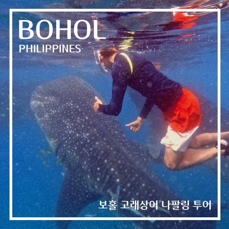 보홀 고래상어 투어 가격 일정 나팔링 호핑투어 세부 보홀여행 네이버 블로그