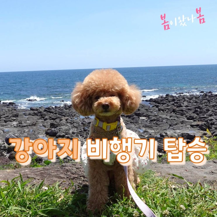 제주도 강아지 비행기 탑승하려면 가방 사이즈 항공사별 무게 네이버 블로그