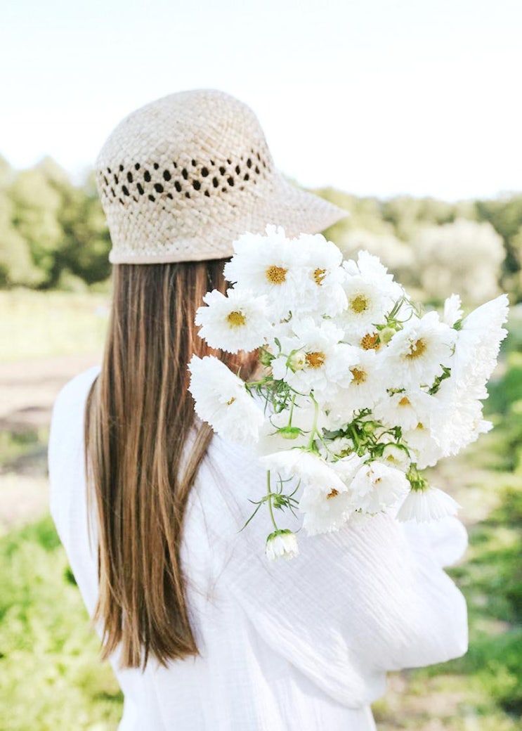 코스모스 스노우 퍼프 꽃씨앗 재입고완료♥ : 네이버 블로그