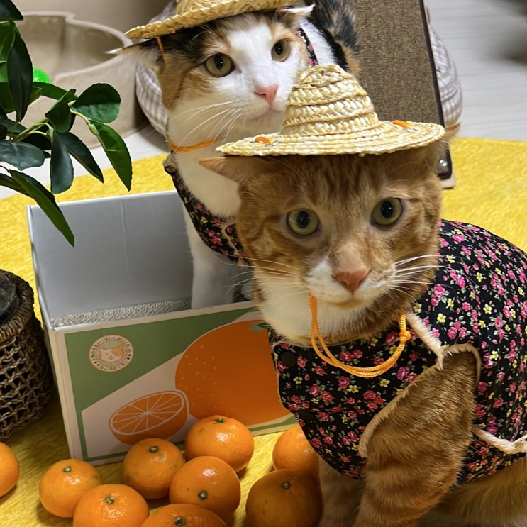 고양이 과일 수박 귤 딸기 먹어도 되나요? 총정리 : 네이버 블로그