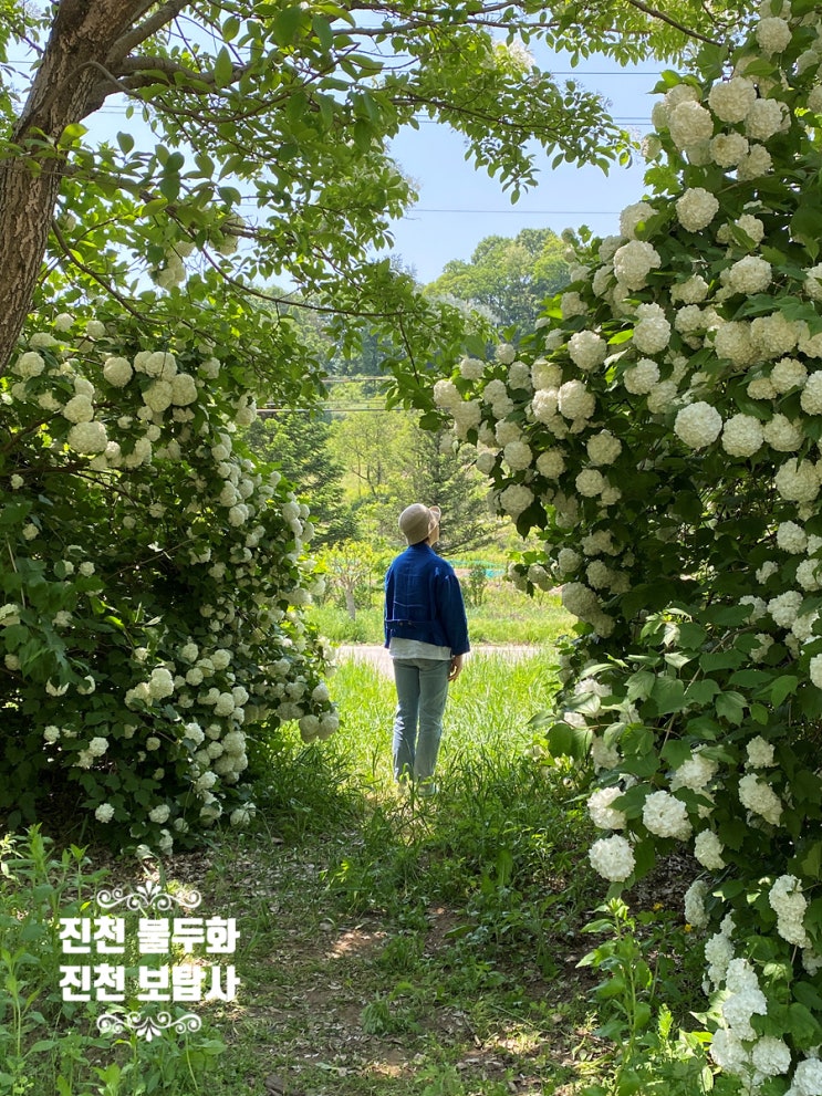 충북 진천 화랑무예태권도성지 불두화 보탑사 오창 카페코지웨어하우스 네이버 블로그