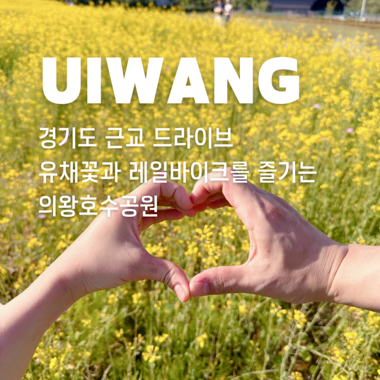 경기도 근교 드라이브 명소 의왕 왕송 호수 유채꽃밭에서 힐링하며 레일바이크 타고 피크닉 즐기기 무료주차꿀팁