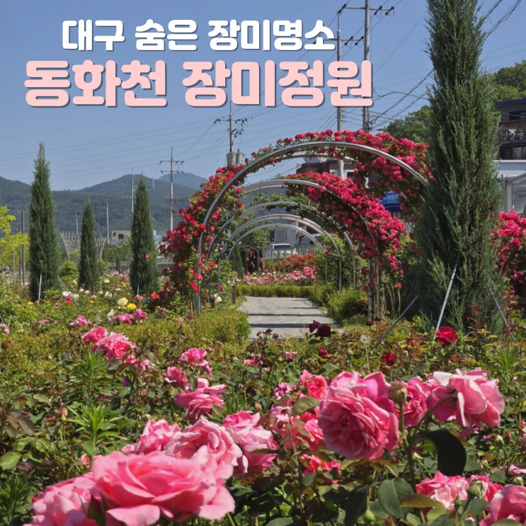 대구 숨은 장미명소 동화천 장미정원 위치 및 주차정보 : 네이버 블로그