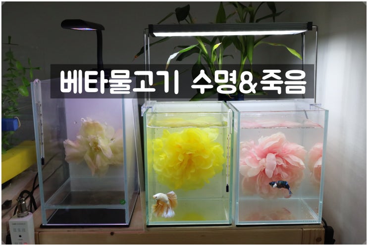 베타물고기키우기 하프문베타의 죽음과 수명 비워지게 된 어항 네이버 블로그