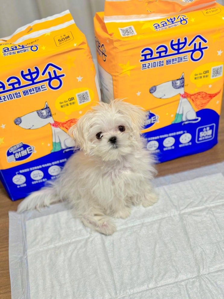 강아지 배변패드 코코뽀숑 화장실 소변냄새 제거 위한 애견용품 네이버 블로그