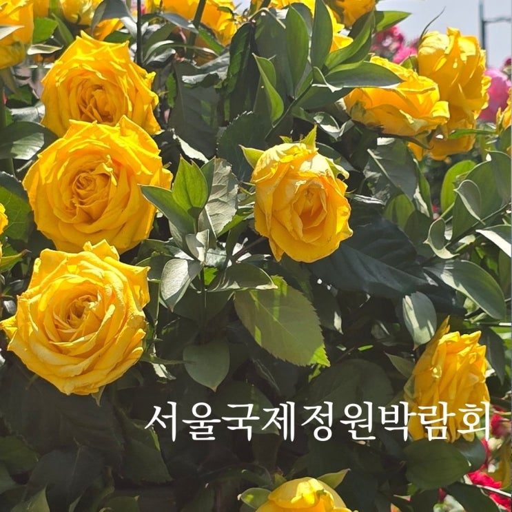 2024 서울 국제정원박람회 뚝섬한강공원 서울가볼만한 곳 네이버 블로그