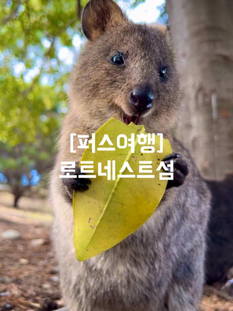 여자혼자 호주여행 퍼스2편 쿼카섬 로트네스트 아일랜드 당일치기 서호주 여행 네이버 블로그