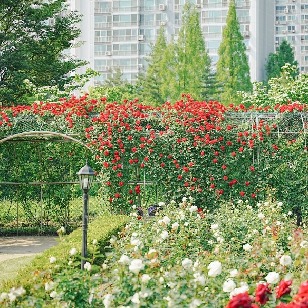 서울 근교 장미 명소 구리 장자호수공원 산책하기 좋은 곳 네이버 블로그