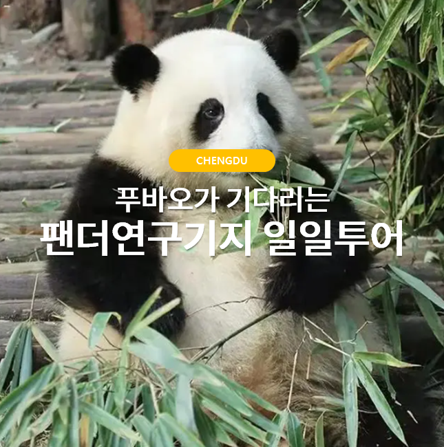 푸바오가 기다리는 청두 팬더연구기지 일일투어완벽정리 네이버 블로그