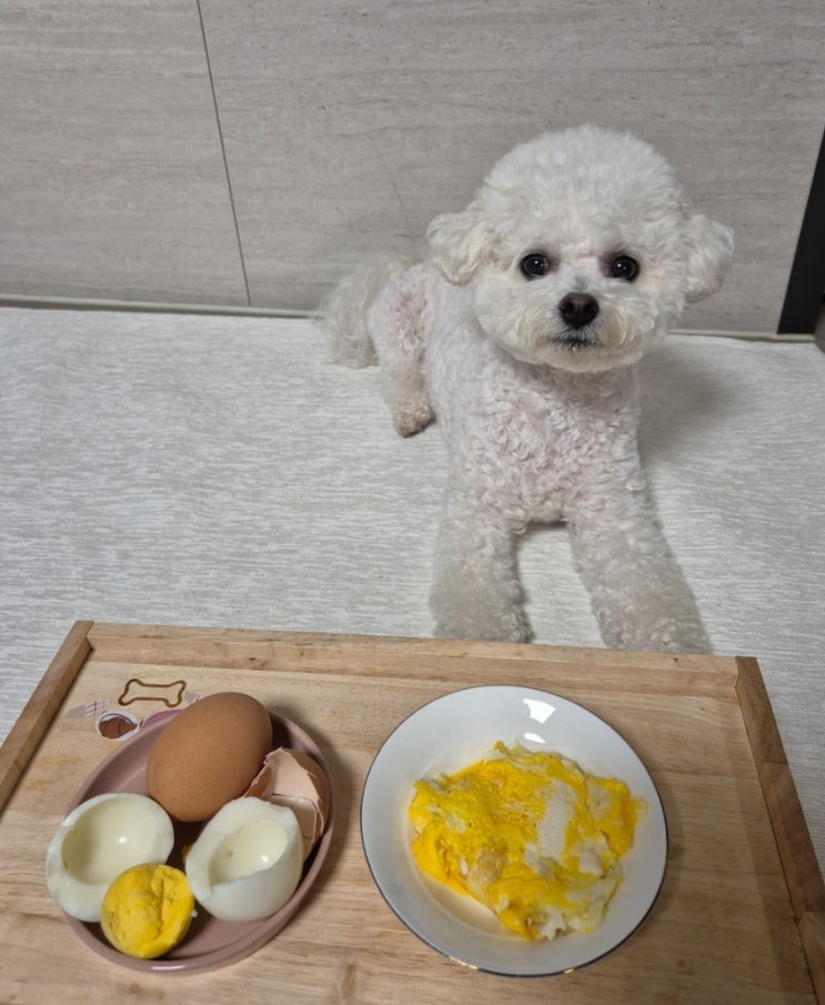 강아지 삶은계란 노른자 흰자 모두 먹어도 될까 댕댕이 날달걀 섭취는f 급여량 계란후라이 계란껍질 네이버 블로그