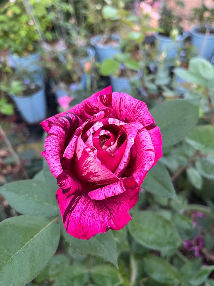 24.05.28 화-2 : 네이버 블로그