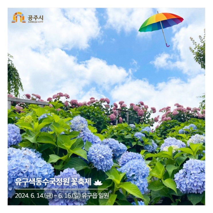 공주 여행지 공주 유구색동수국정원 꽃축제 기본정보 유구 수국축제 공주 수국 네이버 블로그