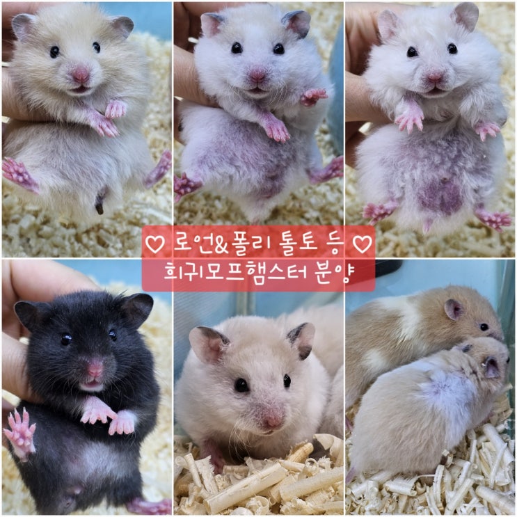 폴리골든햄스터분양♡ 로언골든햄스터분양♡ 부천 인천 부평 서울 청라 송도 미니펫스쿨♡ 용품완비and사육환경설명 네이버 블로그