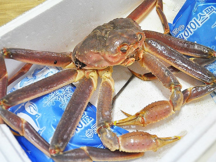 박달대게 올해 최저가 및 가성비 선어자숙 및 킹크랩 : 네이버 블로그
