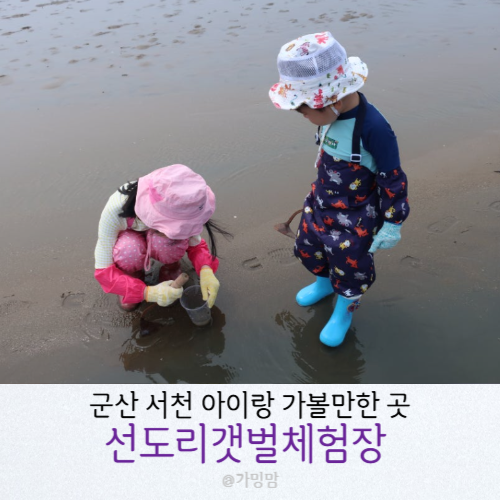 군산 서천 아이랑 여행 선도리갯벌체험장 갯벌체험 Tip 및 준비물 네이버 블로그