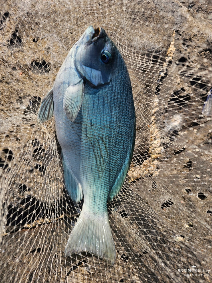 2024. 5. 28일 출조 지귀도 덤장 벵에돔 낚시 이야기 : 네이버 블로그
