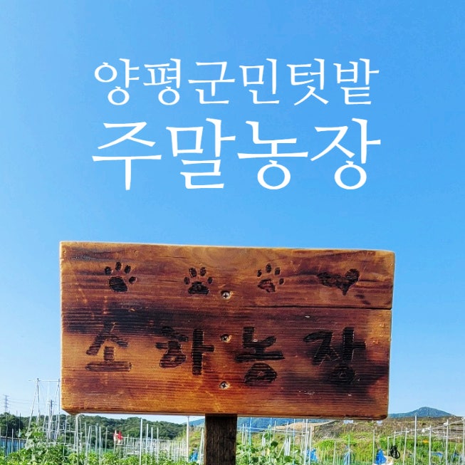 2024년 양평군민 텃밭, 주말농장 여름 농사 작물 : 네이버 블로그